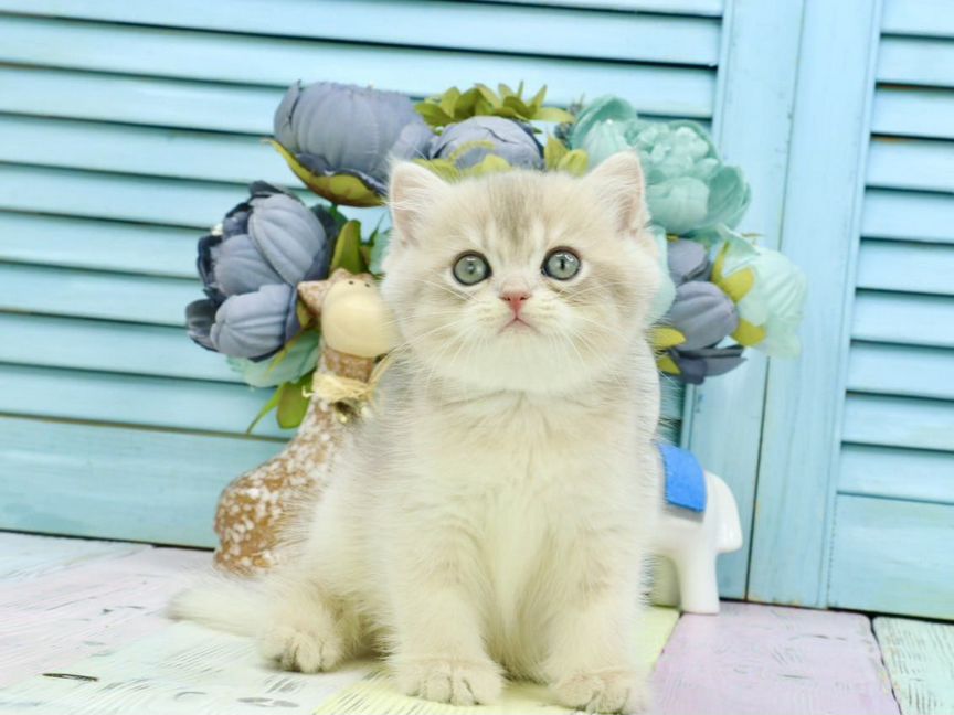 Кот шоу класс голубое золото шиншилла папа су12