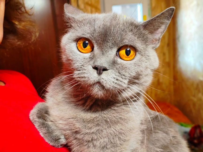 Породистая кошка ищет дом бесплатно