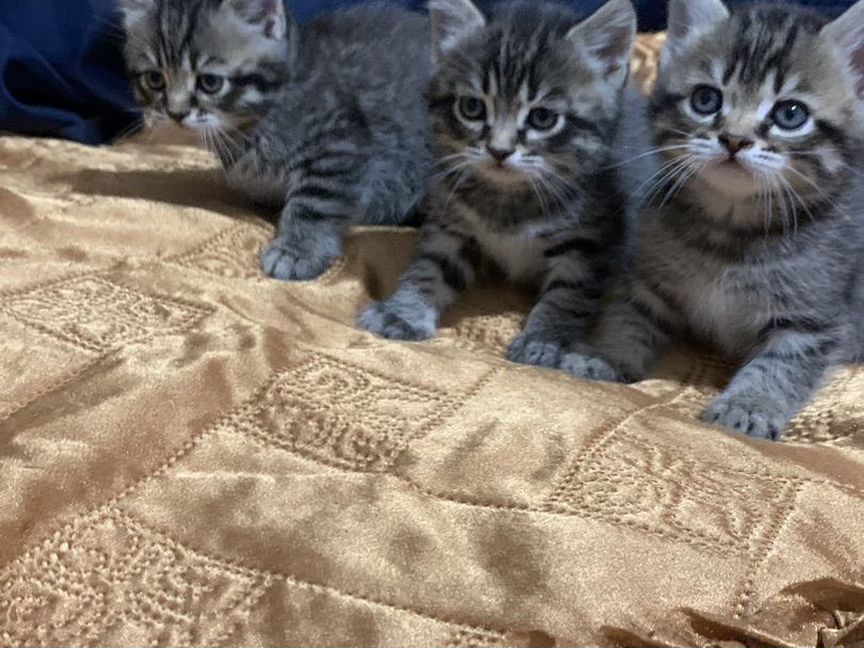 Котята в добрые руки