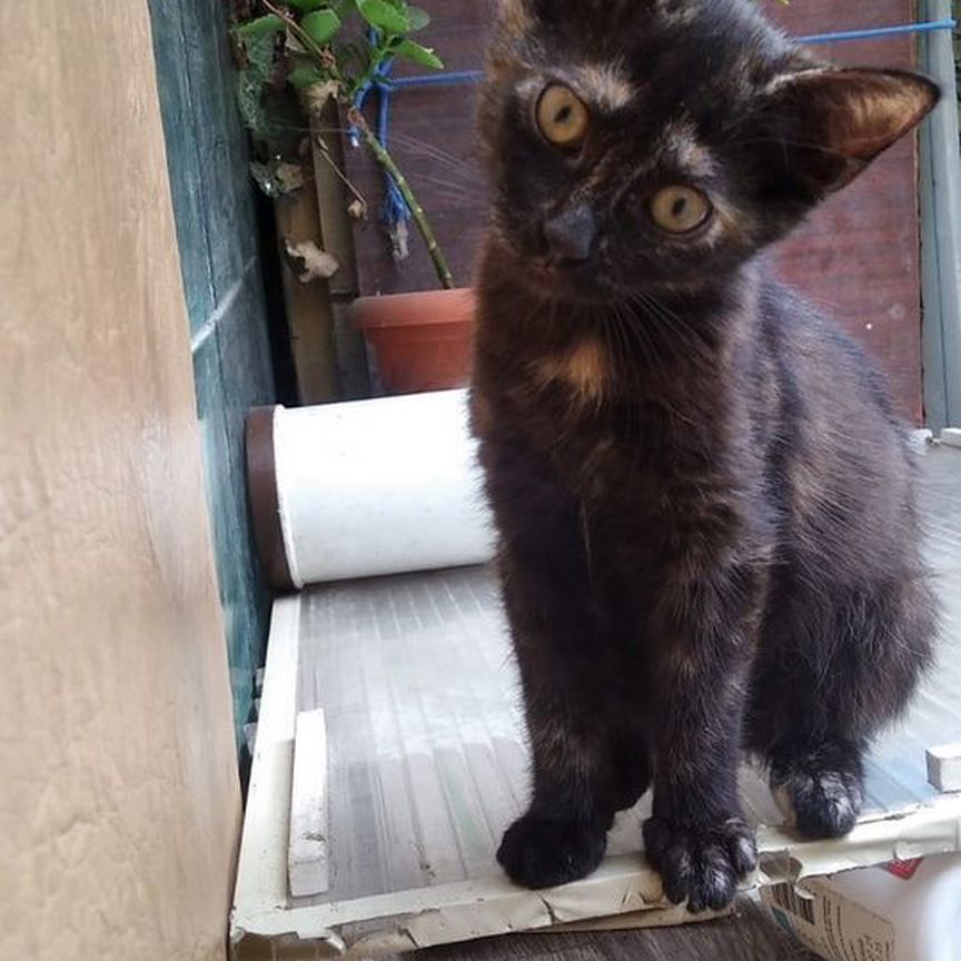 Котенок черепахового окраса-лучший охотник