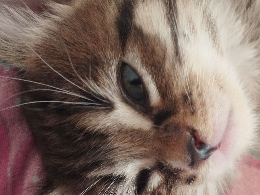 Котята отдам в добрые руки бесплатно