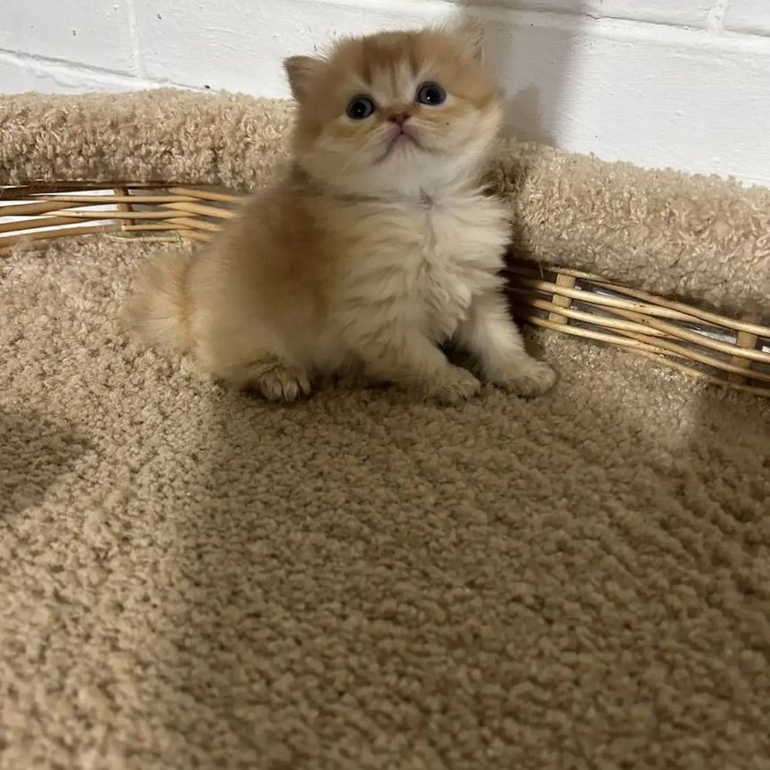 Британский короткошёрстный котёнок