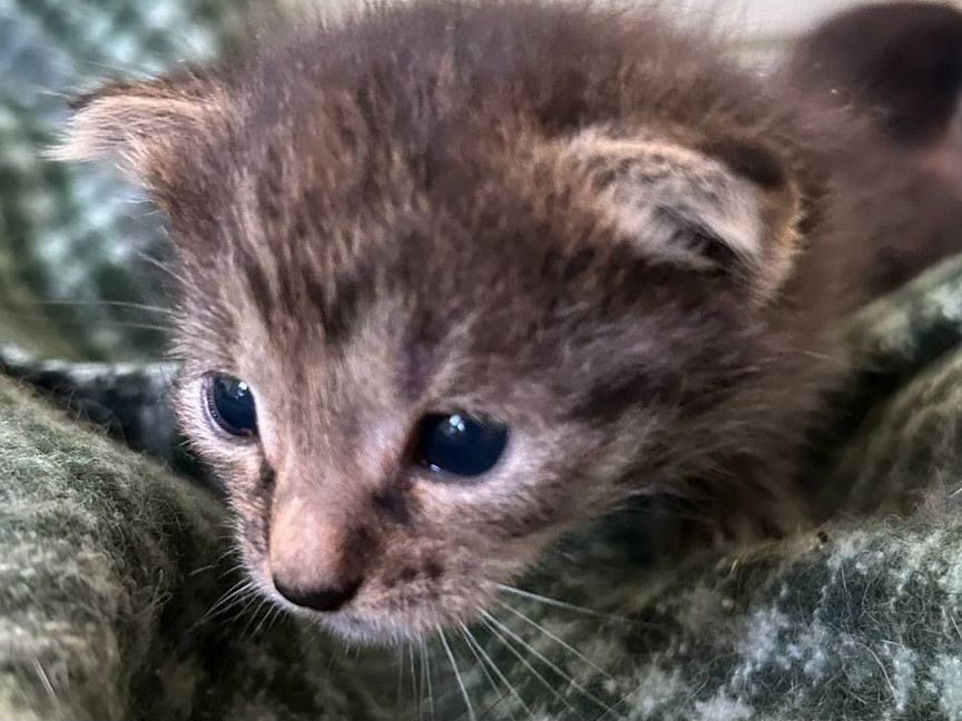 Кошечка