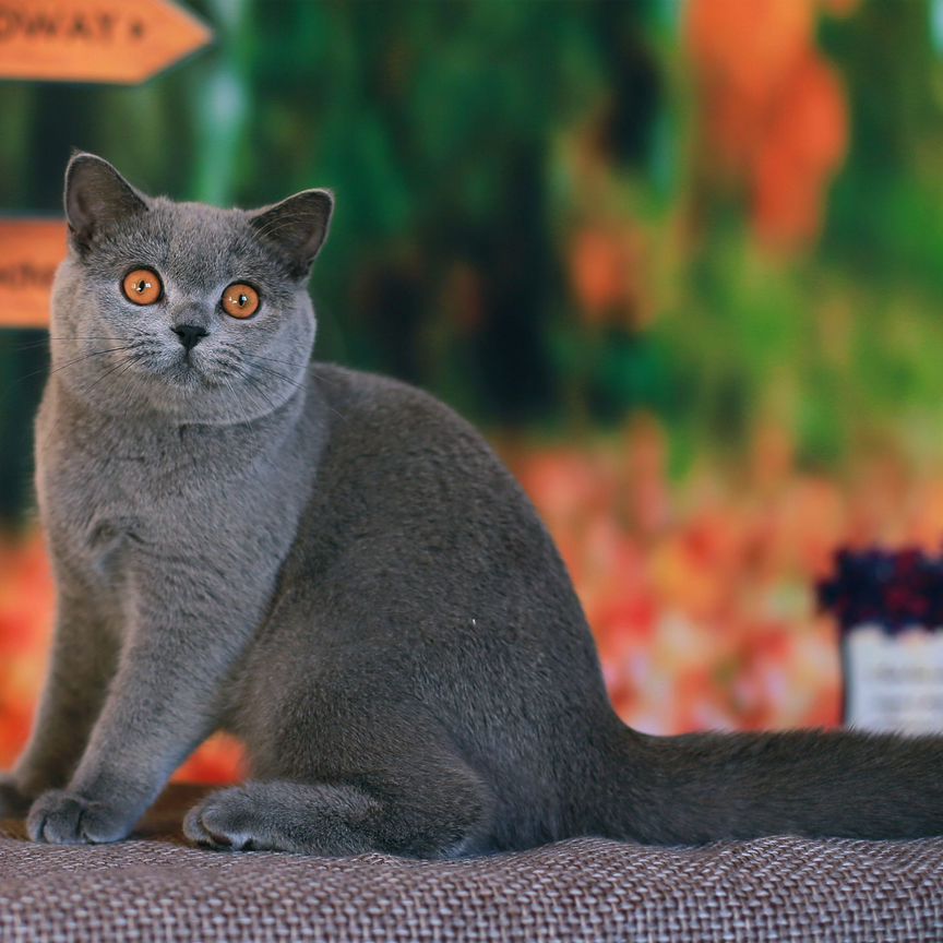 Британский голубой котик