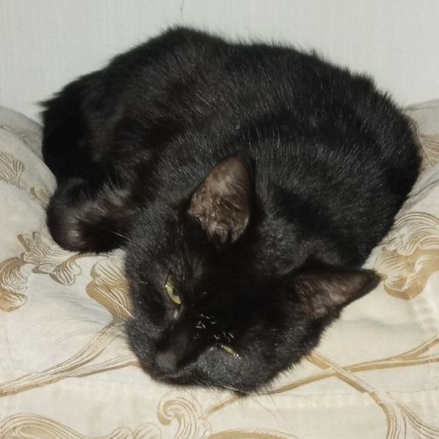 Взрослая, Девочка кошка в добрые руки