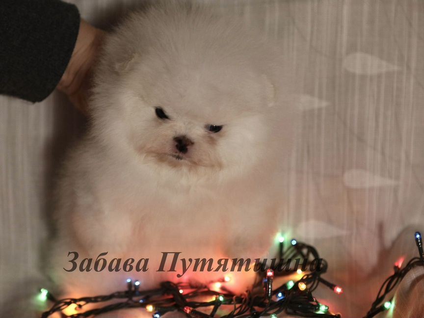 Бесподобная кроха шпиц девочка