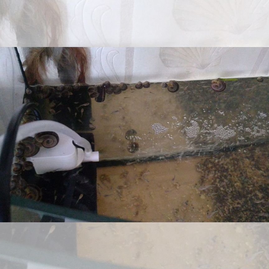 Улитки аквариумные Мариза