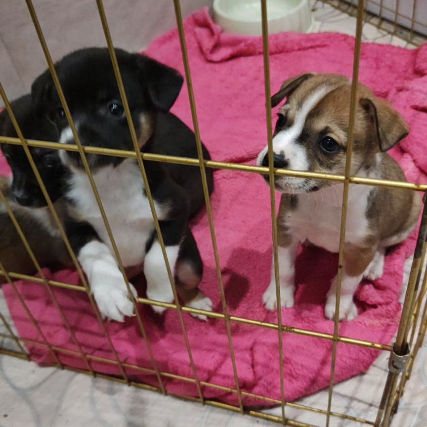 Отдам бесплатно