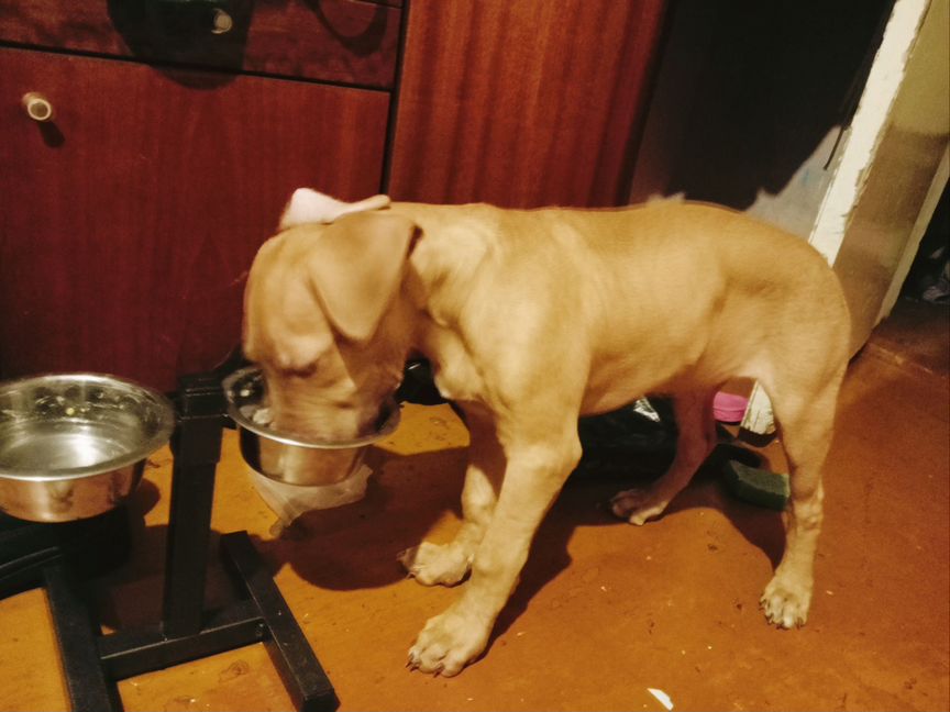 Собака стаффордширский терьер