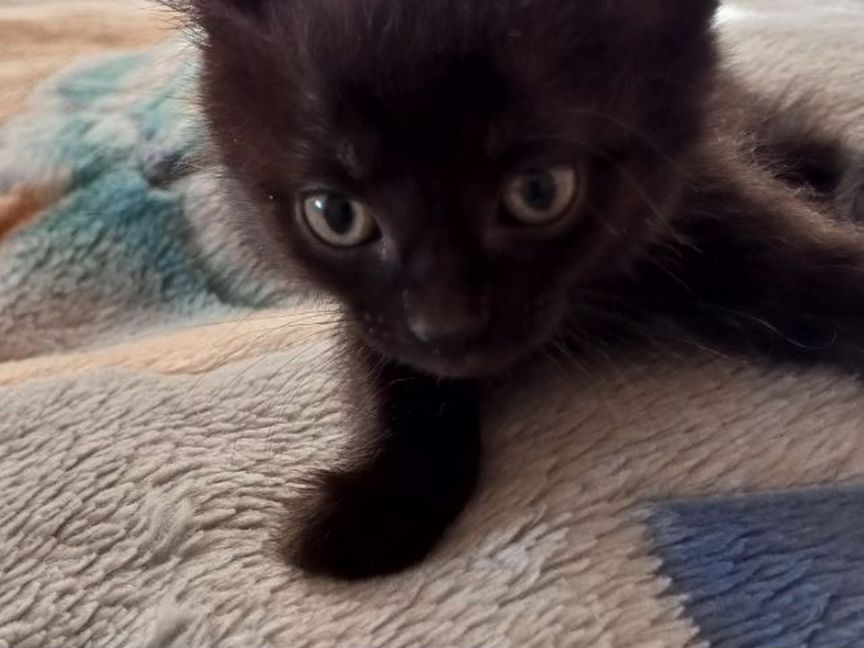 Отдам котят бесплатно в добрые руки