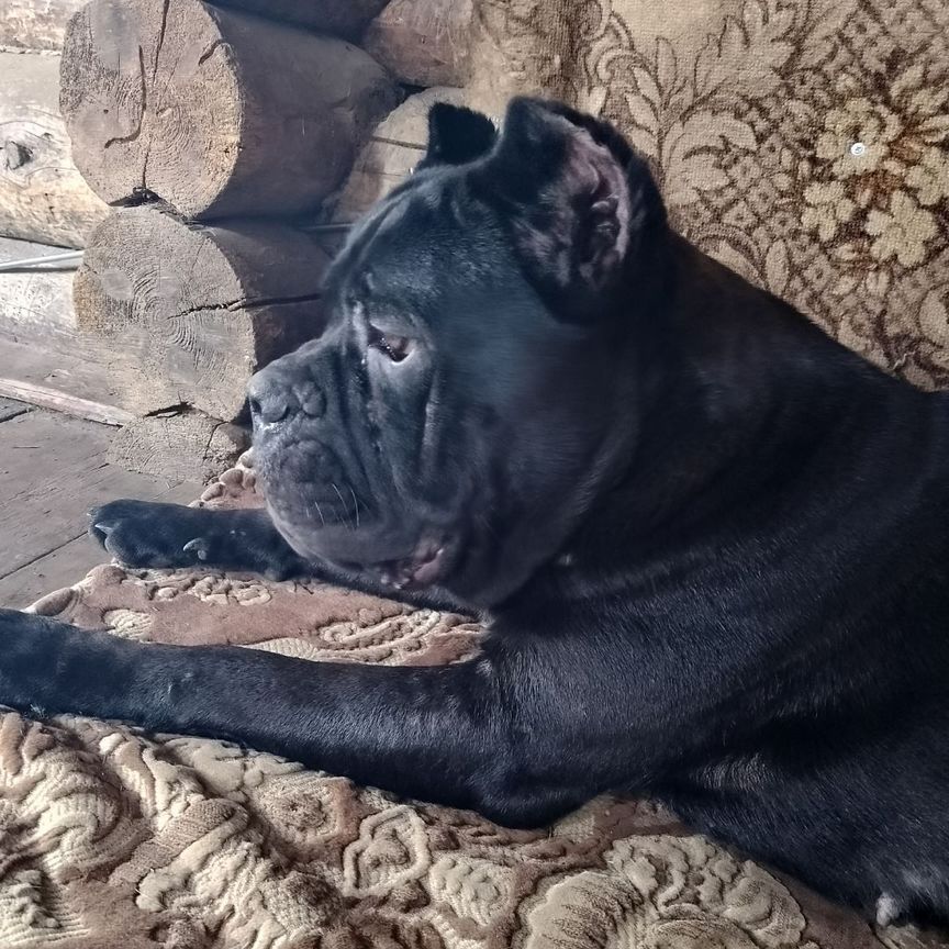 Ищем для вязки Кане корсо