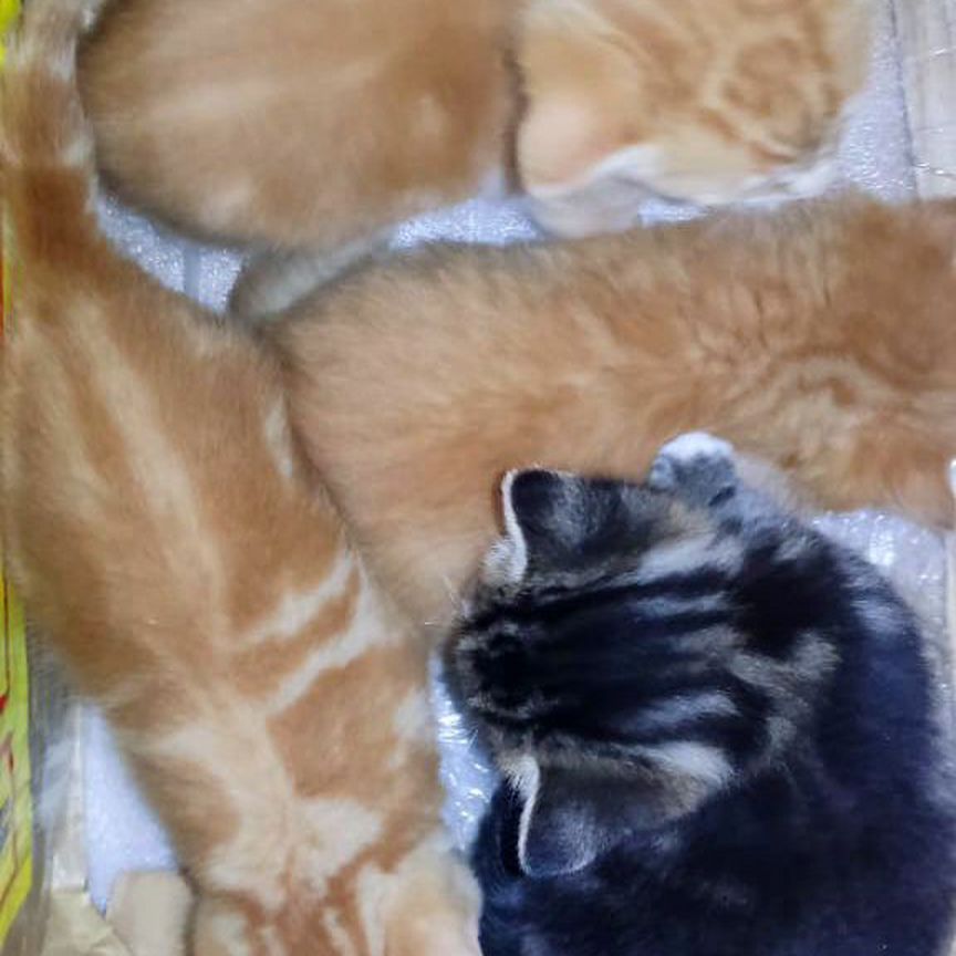 Котята рыжие мальчики, 1 мес