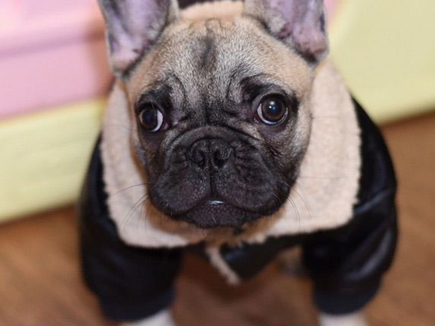 Мальчик 3,5 мес родословная РКФ