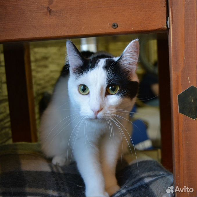 Истинная леди - кошечка Фрэн