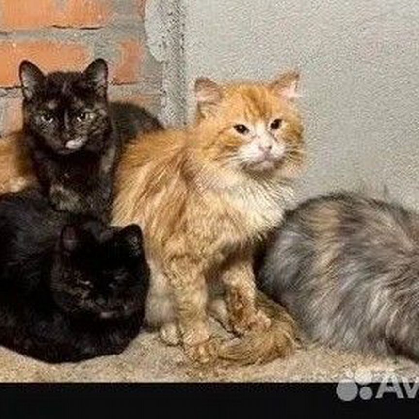 19 кошек спасли волонтёры из подвала