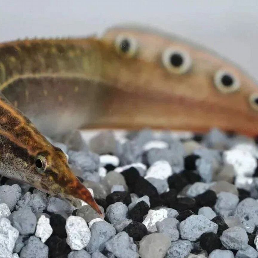 Аквариумные рыбки