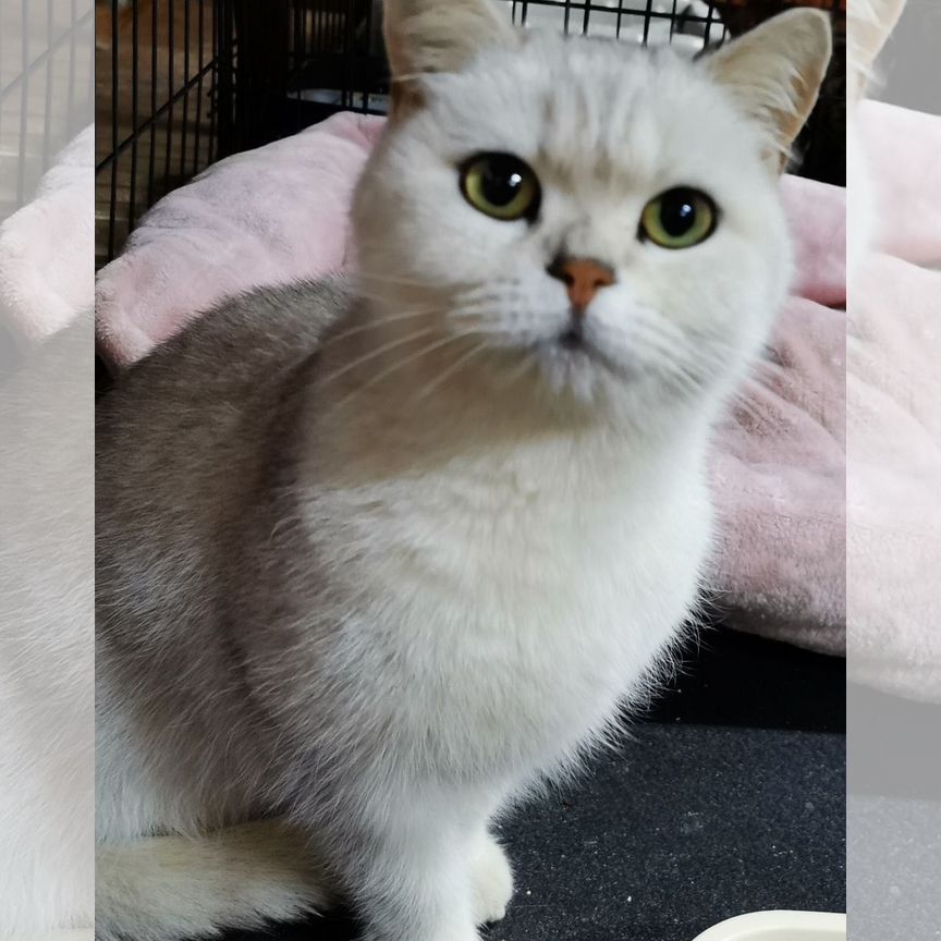 Шотландская прямоухая короткошёрстная, взрослая кошка