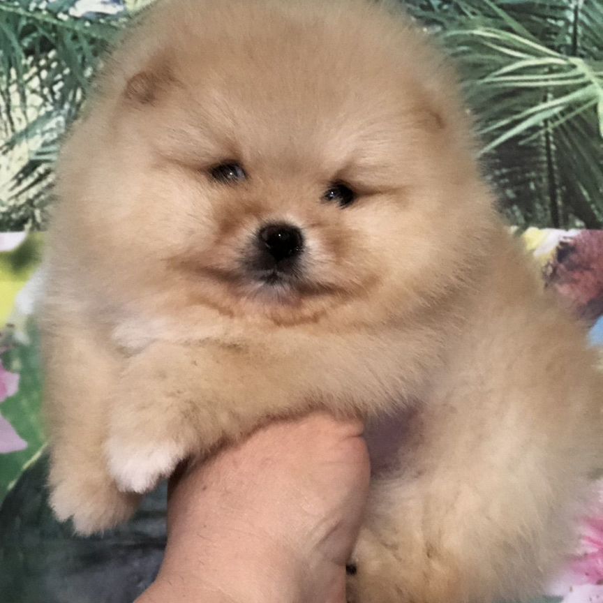 Померанский шпиц