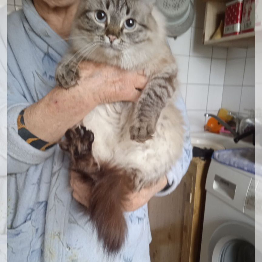 Кошечка
