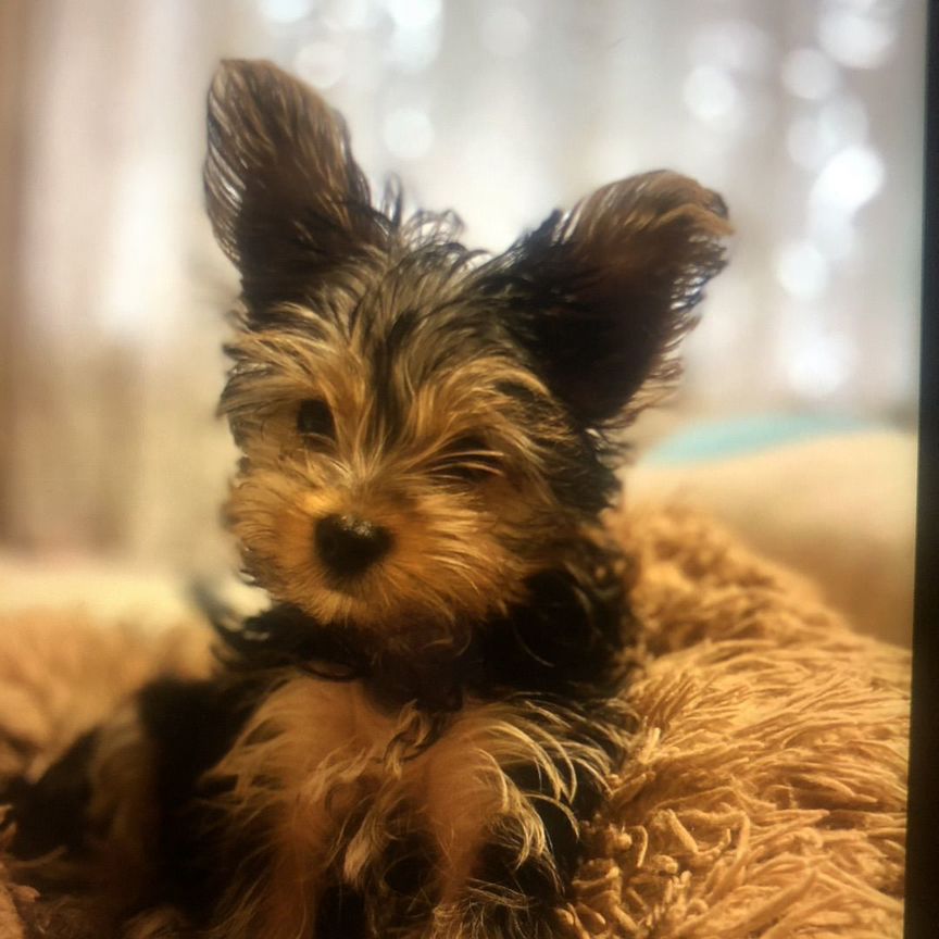 Йоркширский терьер мини
