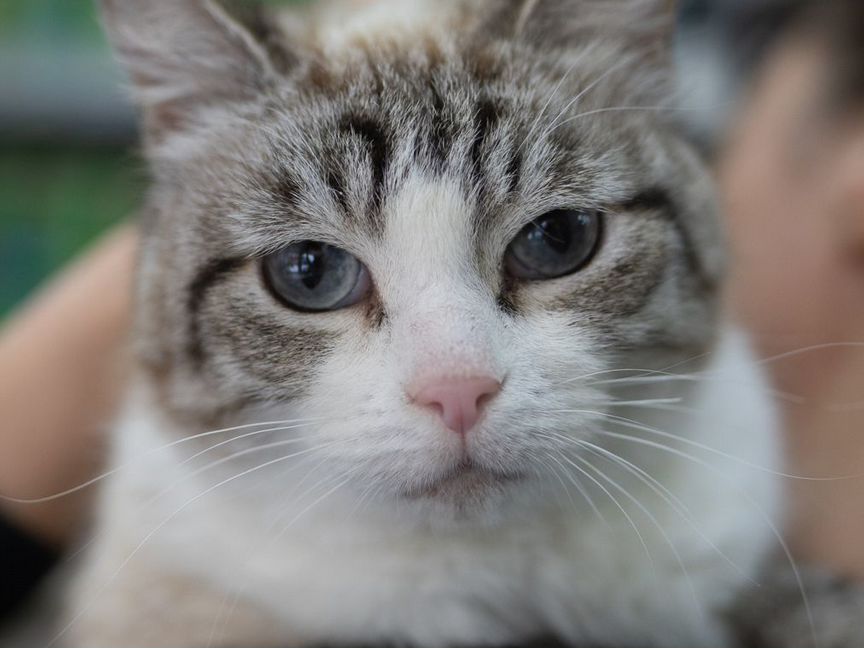 Кошечка Марго в добрые руки