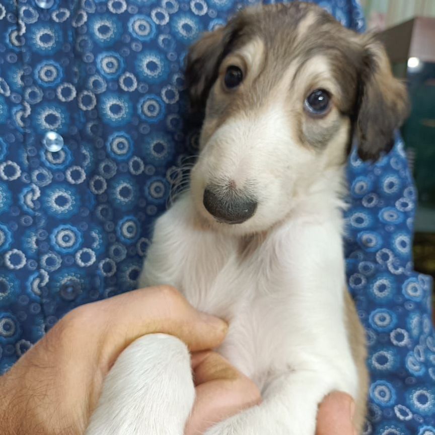 Щенки русской борзой 18.09.2024