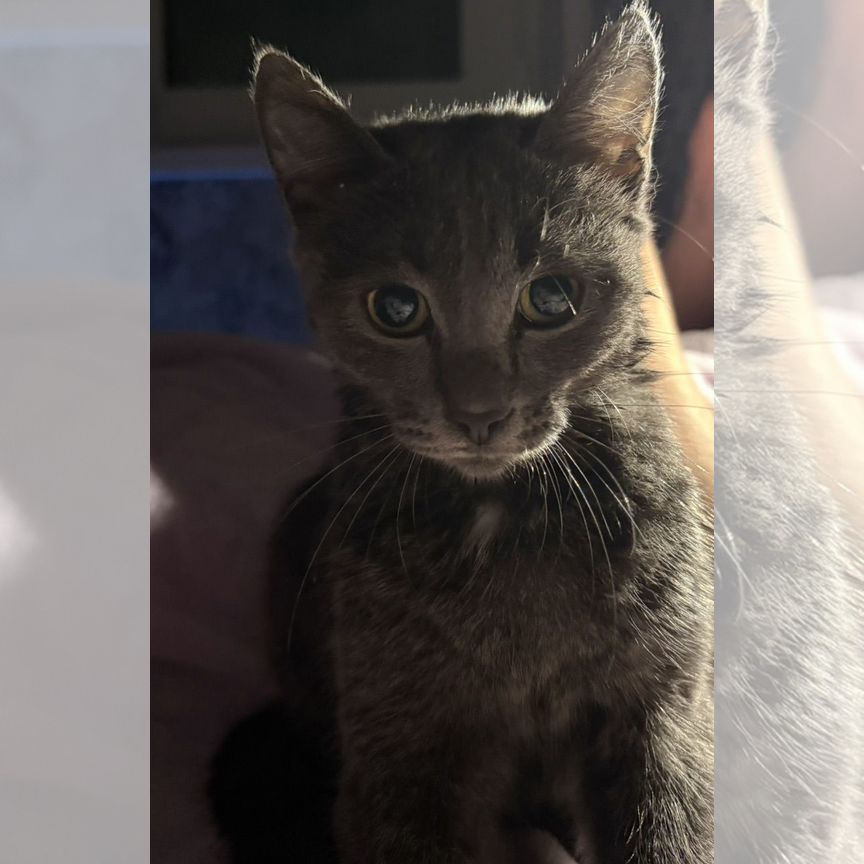 Котенок