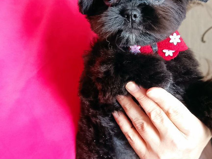 Мальтипу кукольный мальчик