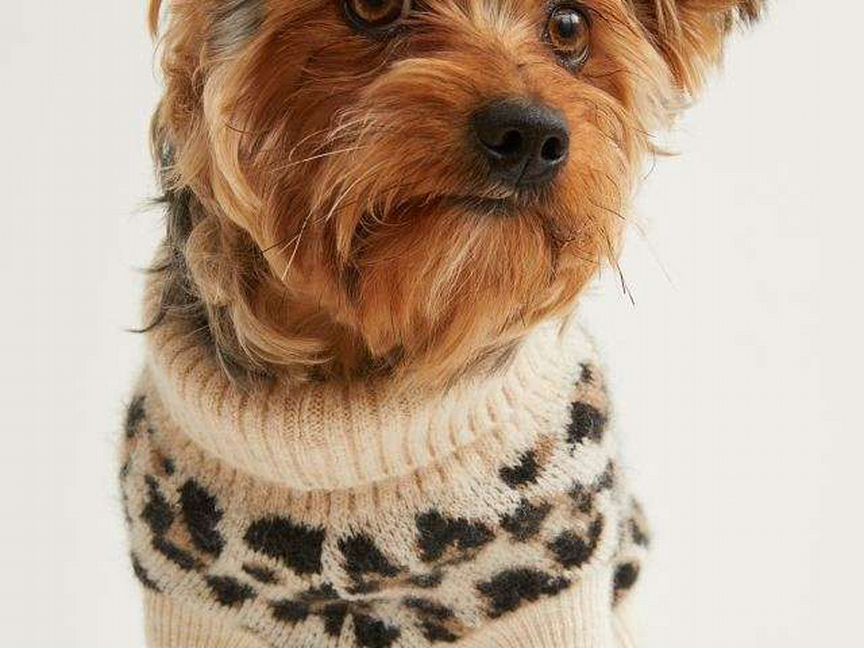 Джемпер для собаки H&M