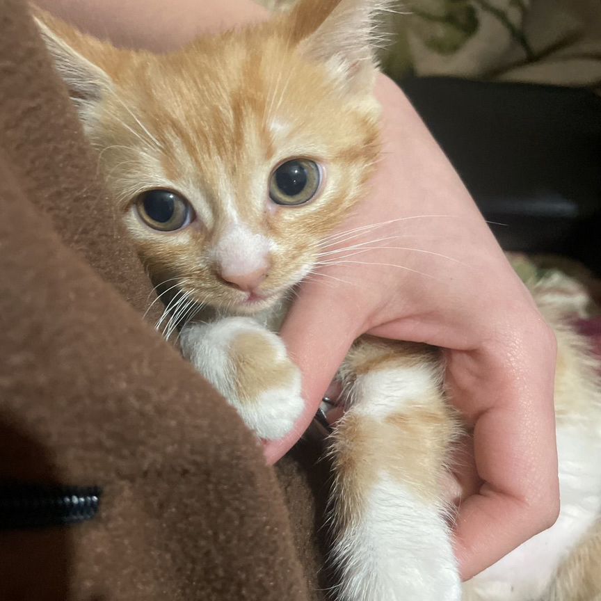 Котенок 2 мес