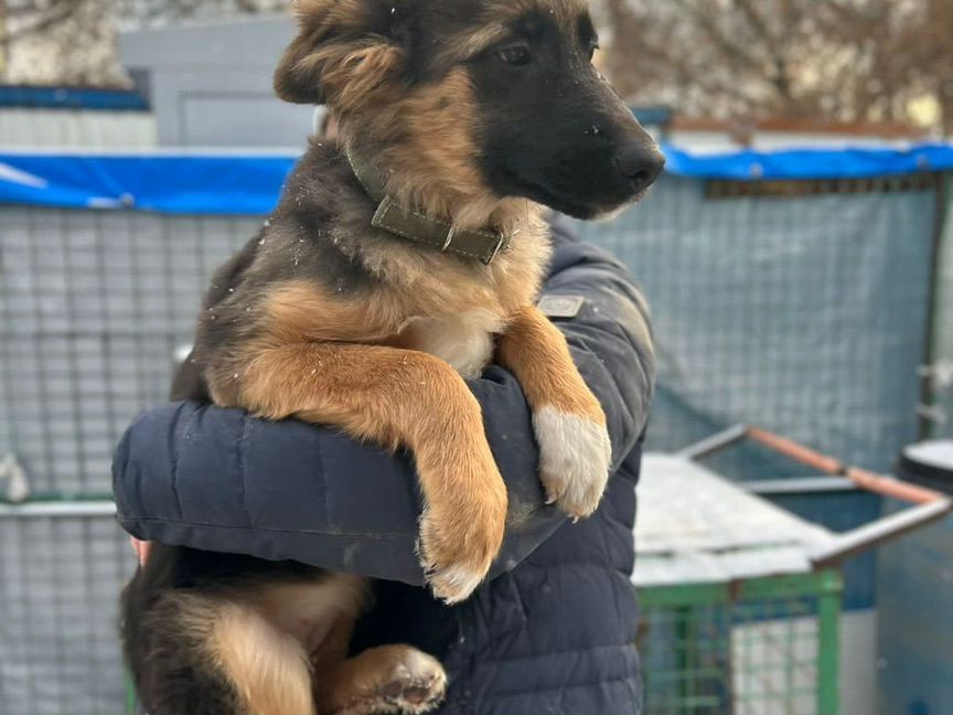 Щенок из приюта в добрые руки