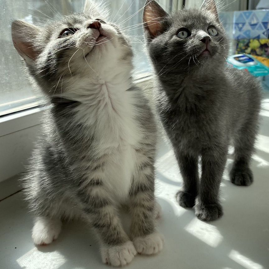 Котята