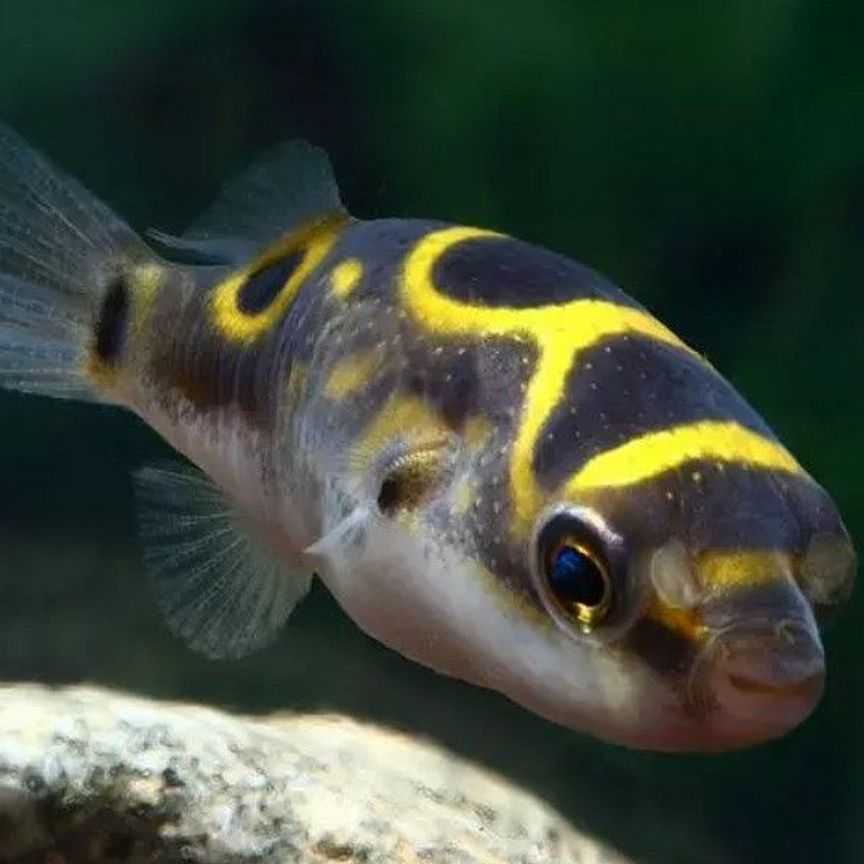 Тетраодон восьмерка 4см - Tetraodon biocellatus