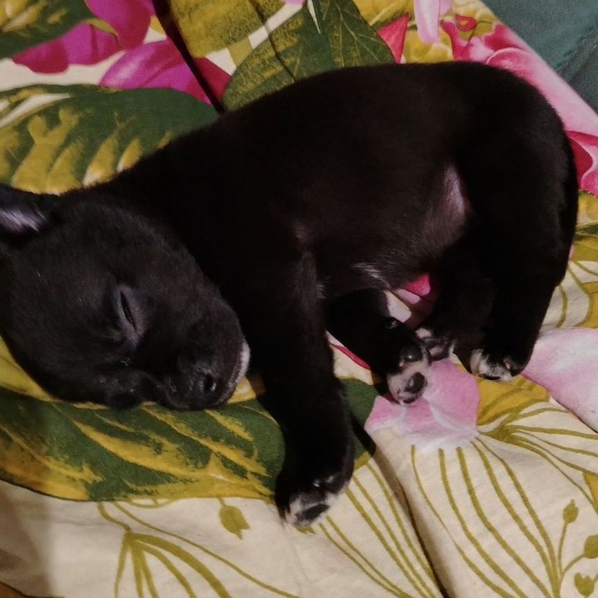 Французский бульдог, щенок