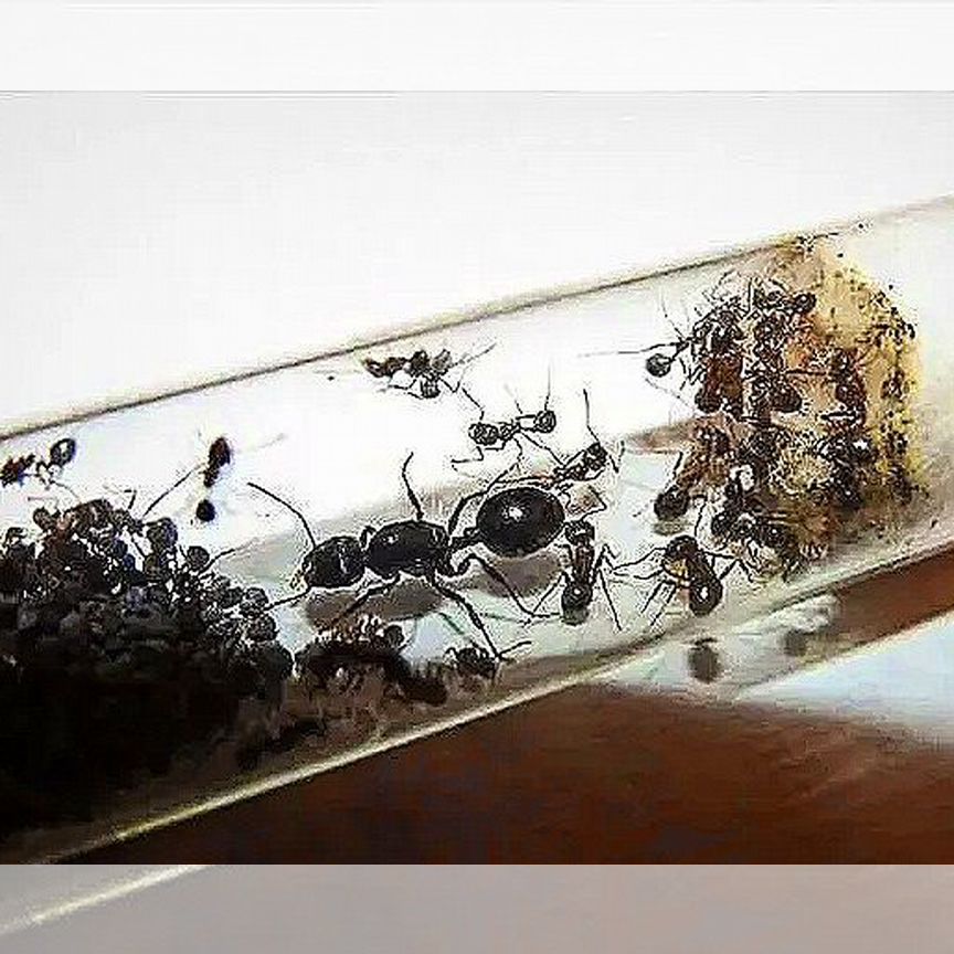 Муравьи жнецы с маткой