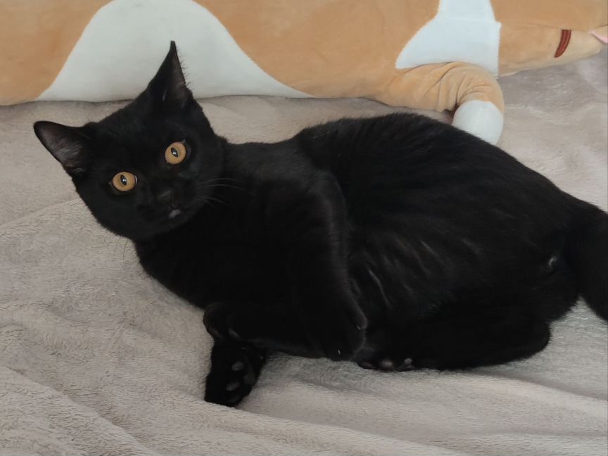 Котенок (прямоухий шотландец) 6 месяцев