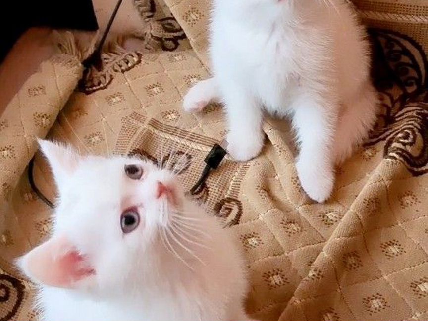 Белоснежное чудо. Шотландские котята