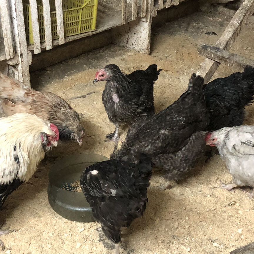 Куры петухи