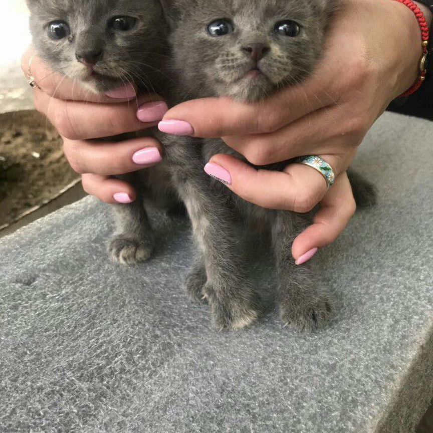 Котята метисы русская голубая