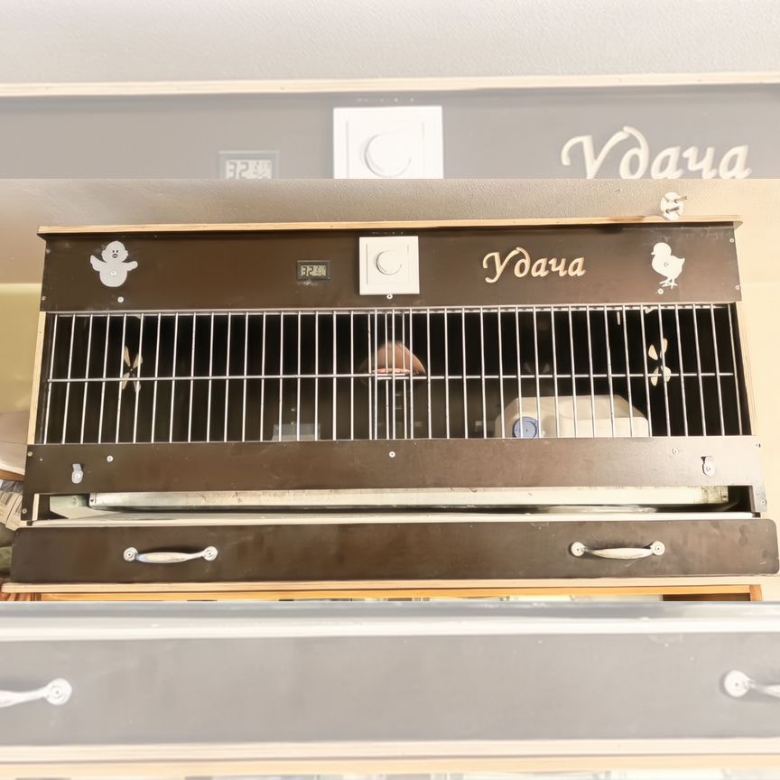 Брудер для цыплят новый