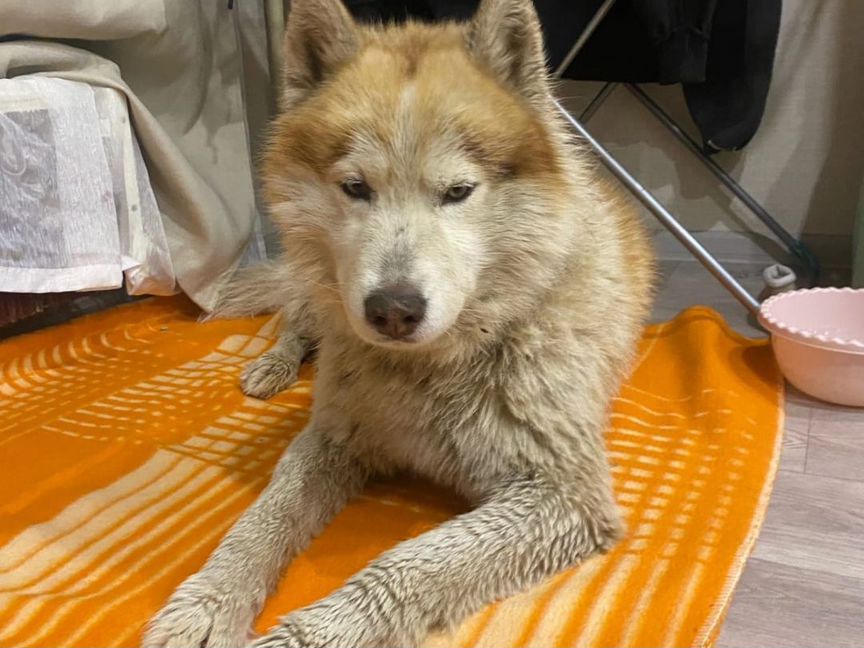 Сибирский хаски. Найдена собака