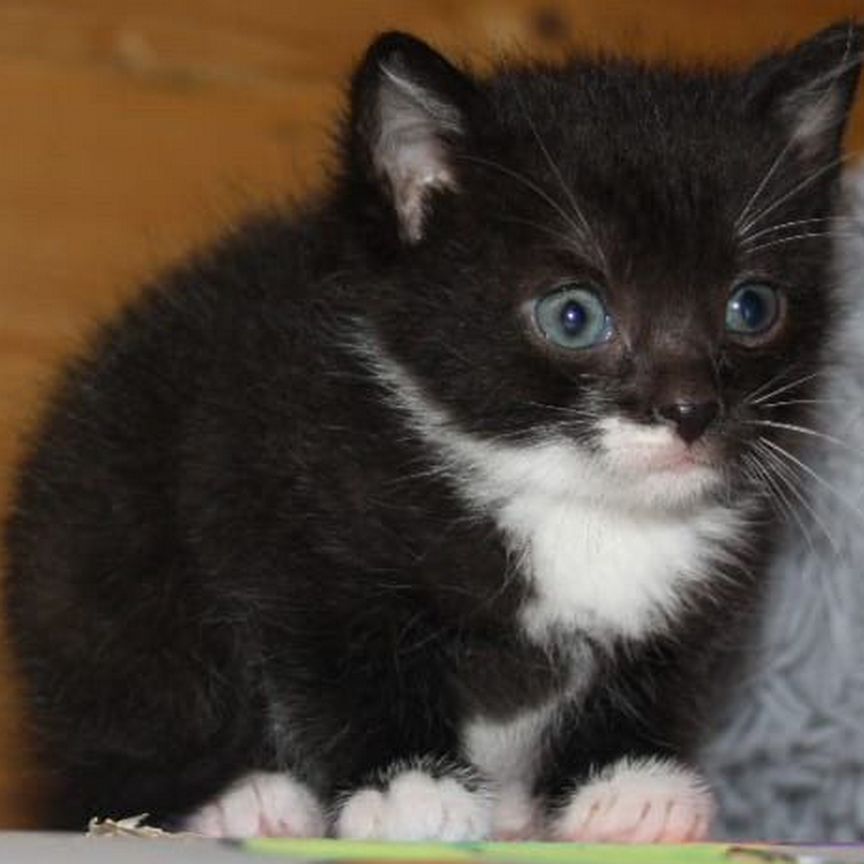 Кошечка ищет любящее сердце)