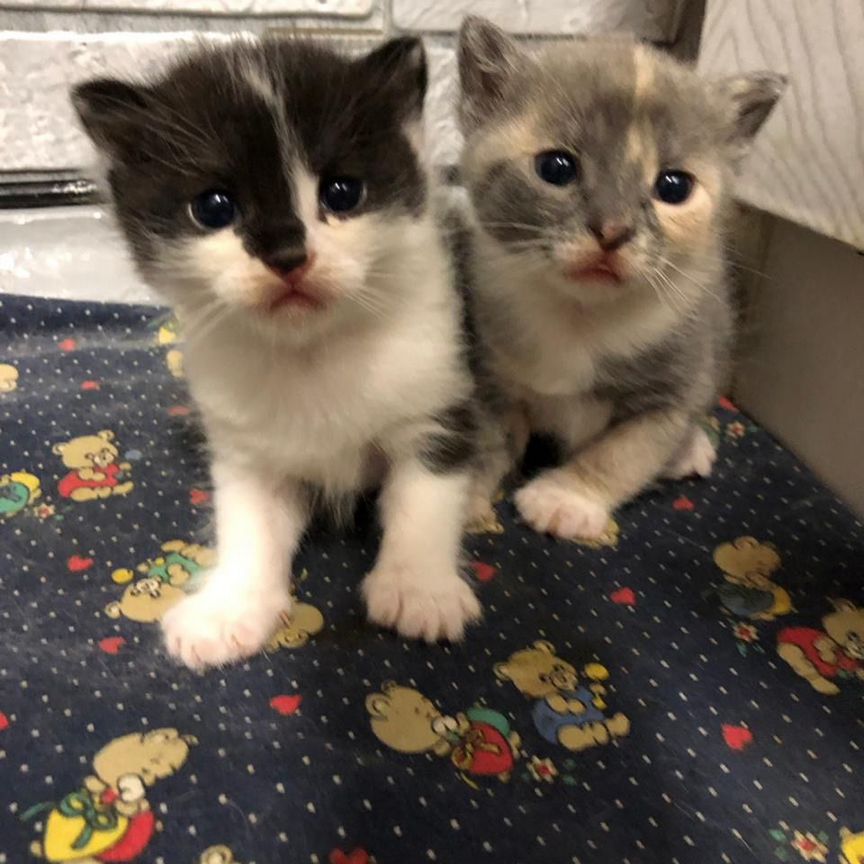 Везучие котятки