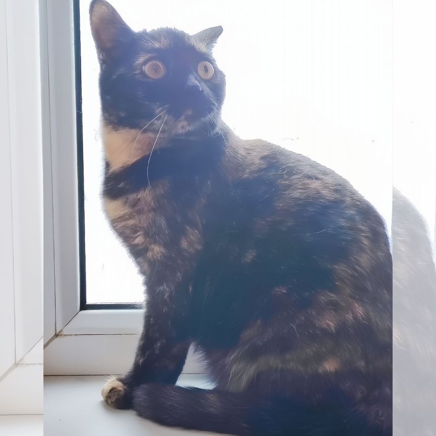 Взрослая, Девочка кошка в добрые руки