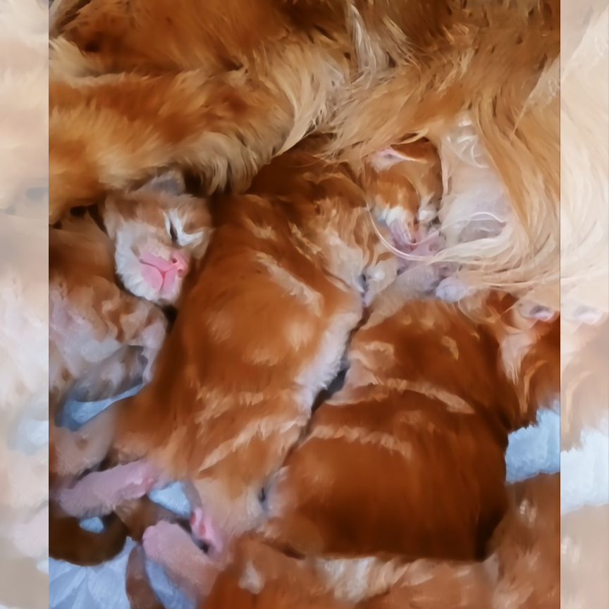 Мейн-кун котёнок