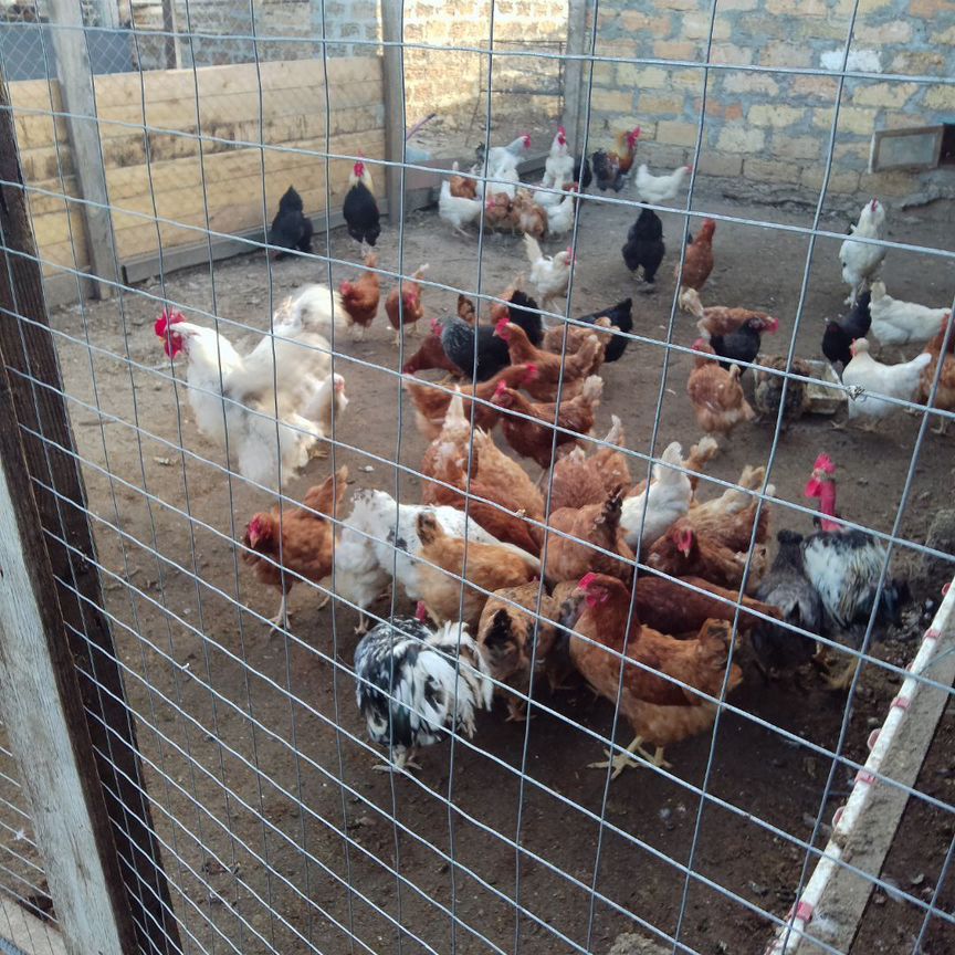 Продам петухов и курей домашних,несутся,ухоженые