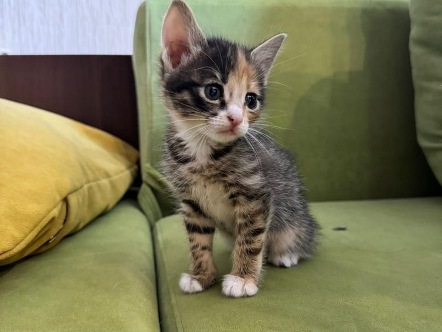 Трехцветный котенок девочка в добрые руки