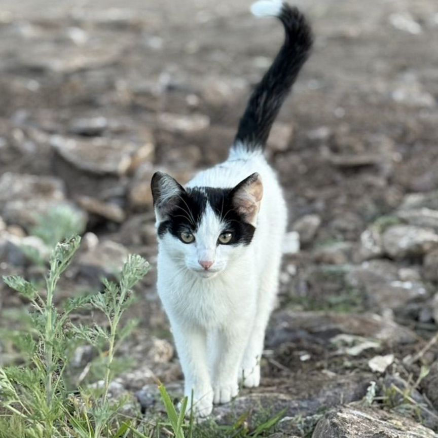 Котята в добрые руки бесплатно