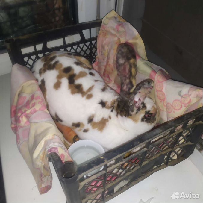 Отдам бесплатно кролика