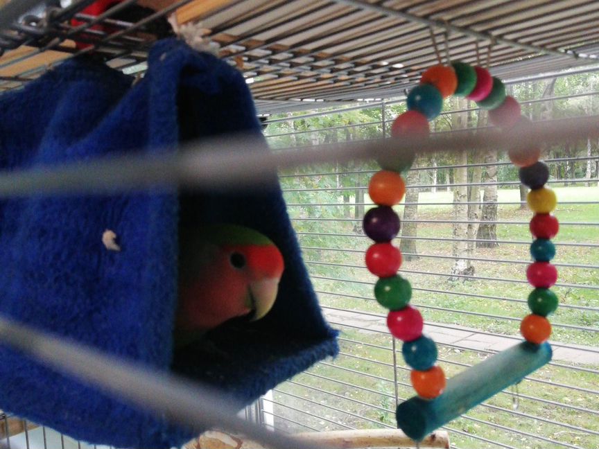 Неразлучник